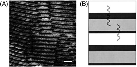 Unconventional Microdomains Of Block Copolymers Woo Journal Of