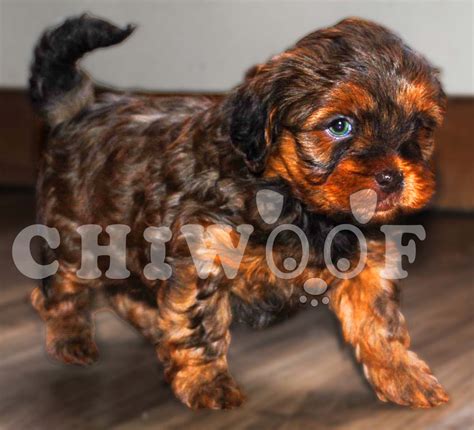 Cockapoo Chiwoof