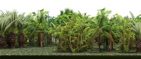 Árboles de la línea forestal en el bosque con hierba y hojas caídas aisladas sobre fondo blanco