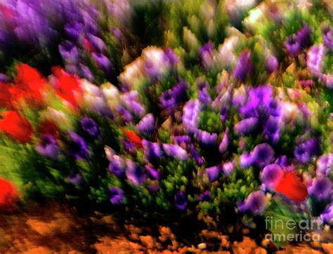 Exploding Flowers 2 Photograph By Madeline Ellis Fine Art America