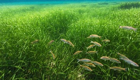 7 Powerful Ways Seagrass Safeguards Our Oceans And Why We Cant Lose