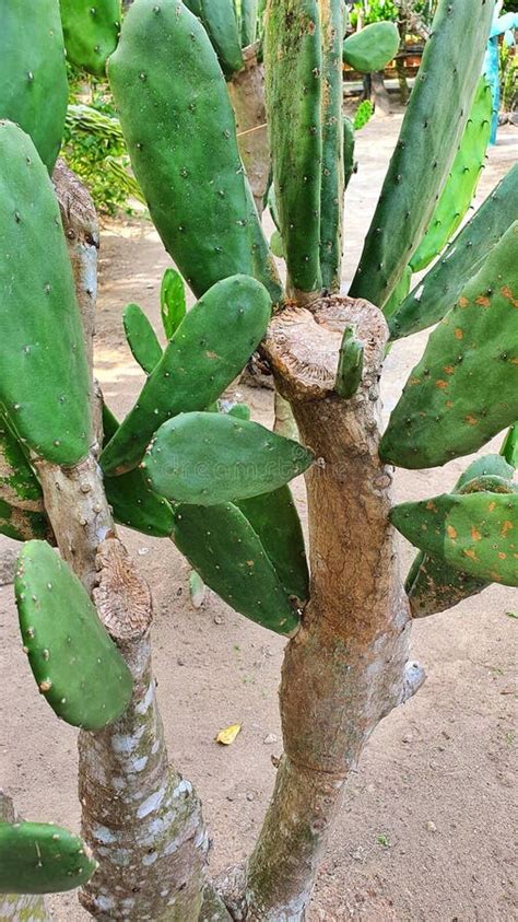 A Species Of Cactus Planted In The Cactus Garden In Yogyakarta