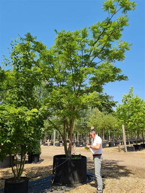 Phellodendron Amurense Amur Corktree