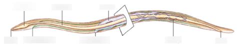 Superphylum Ecdysozoa Phylum Nematoda Diagram Quizlet