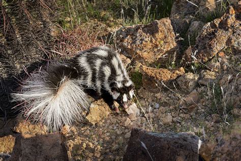 Skunk Species