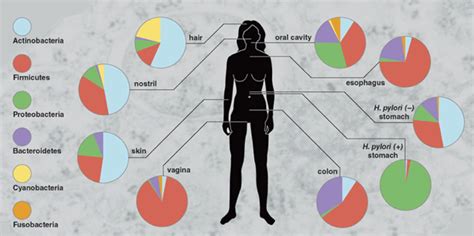 The Wonderful World Of Bacteria In Your Body Answers In Genesis