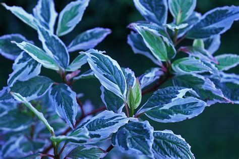 Кустарник с розовыми листьями (Большое количество фото) - treepics.ru