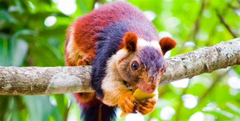 Colorful Squirrels In India