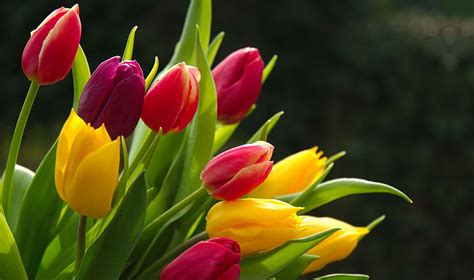 Free 20 Hd Desktop Flower Wallpapers In Psd Vector Eps