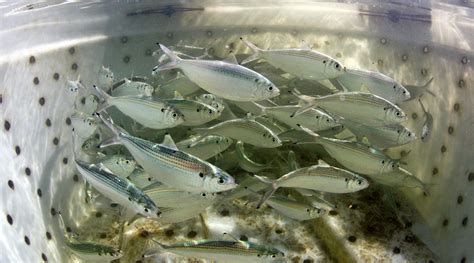 Catching And Curing Threadfin Herring