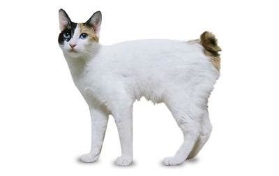 Japanese Bobcat Info History Personality Kittens Diet Pictures