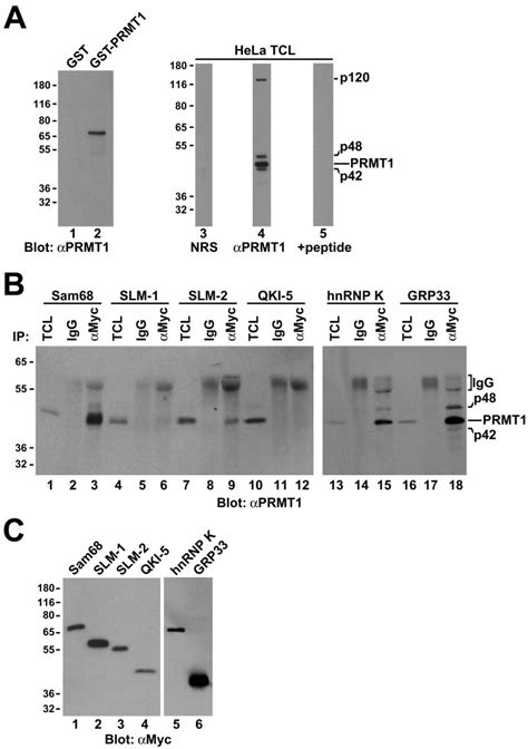 Association Of Sam68 And Other Kh Domain Rna Binding Proteins With Download Scientific Diagram