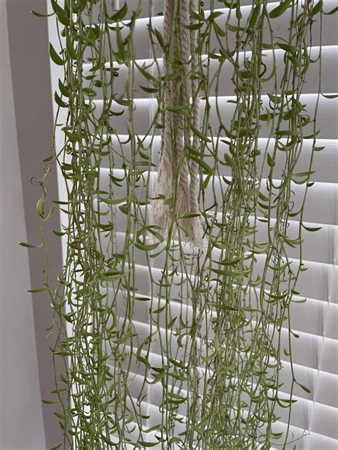 What Am I Doing Wrong Rsucculents