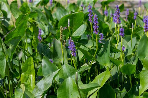 Pickerelweed