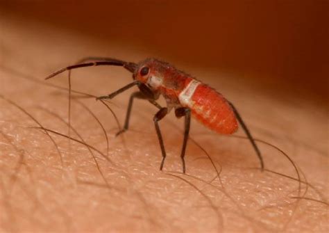 Red Plant Bug Nymph On Black Locust The Backyard Arthropod Project