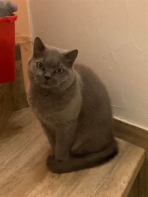 Luna Wants You To Know That She Indeed Likes To Wrap Her Tail Around