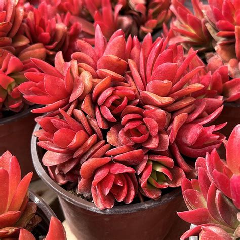 Live Succulents Rare Succulents Crassula Capitella Campfire Etsy