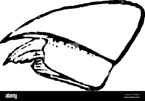 Brown Color Clover Leaf Beetle Adult Species Vintage Line Drawing Or