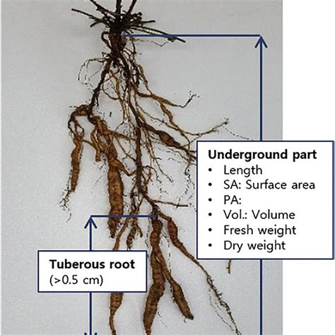 Pdf Maximizing Seedling And Root Tuber Production In Polygonum