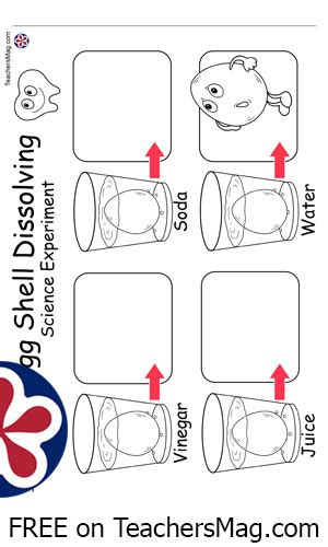 Egg Shell Dissolving Science Experiment That Simulates Dental Health