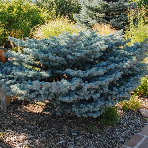 Dwarf Globe Blue Spruce