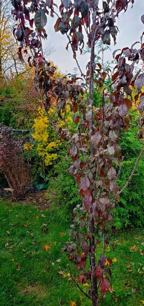 Narrow Trees For Small Yards That Pack A Punch Pretty Purple Door