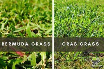 Bermuda Grass Vs Crabgrass Differences And Elimination Techniques For