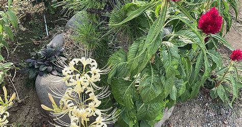 White Cluster Amaryllis And Plumed Cockscomb Album On Imgur