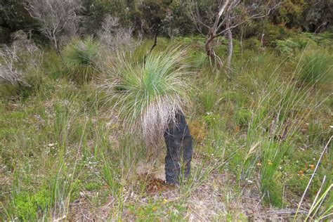 Austral Grass Tree From Anglesea Vic 3230 Australia On November 4