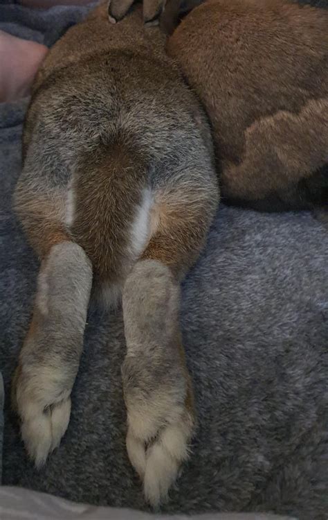 The Evolution Of Ear Loss R Rabbits