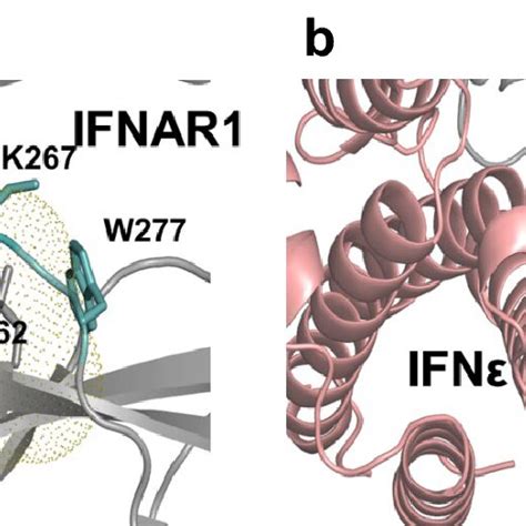 The Interface Between Ifnε Pink And Ifnar1 Gray A Yellow Dots