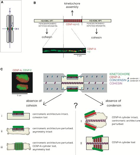Kinetochore Orientation In Mitosis And Meiosis Cell