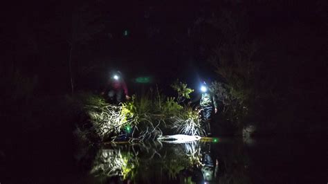 The Strange Case Of The Peppered Tree Frog Abc Listen