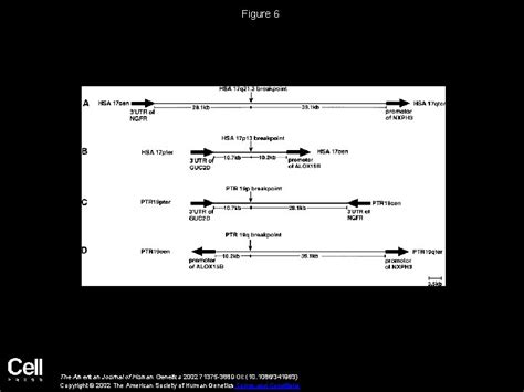 molecular characterization of the pericentric inversion that causes