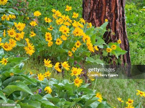 Trunck Photos And Premium High Res Pictures Getty Images