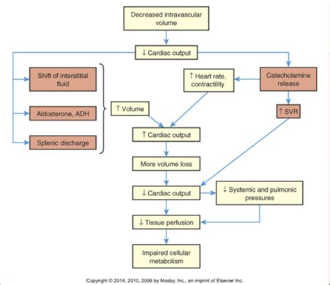 Phys And Patho Flashcards Quizlet