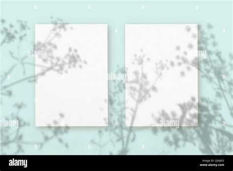 Natural Light Casts Shadows From Wildflowers Of 2 Vertical Sheets Of