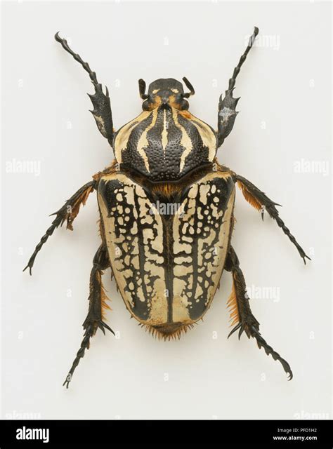 Strange Wonders Goliath Beetle