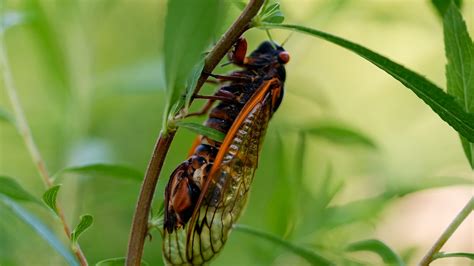 Collecting Sex Crazed Zombie Cicadas On Speed Scientists Track A Bug