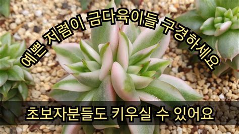 1월 26일 금다육이 키우기 어렵지 않아요 도전해보세요 다육 다육이금 다육이 다육식물 다육이키우기 금다육 금다육이 Youtube