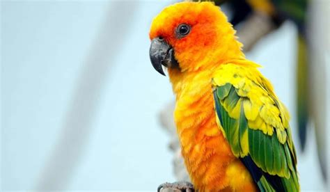 Colorful Parrot Species 7 Most Colorful Parrots Hutch And Cage