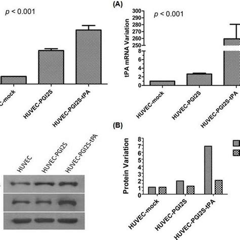 Vasodilation And Platelet Disaggregation Signaling Pathway Factors In