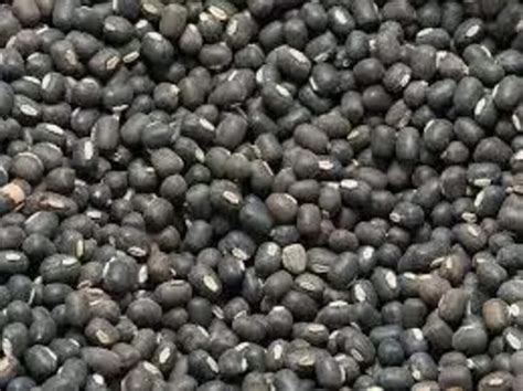 Urad Dal In Tamil