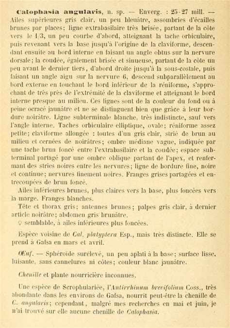 Calophasia Angularis Lepiwiki