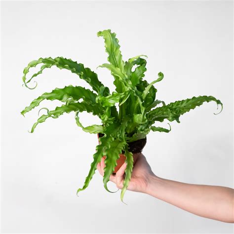 Asplenium Antiquum Osaka Plants