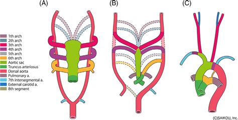 Development Of The Aortic System A The First Arch Forms By Day 24 And