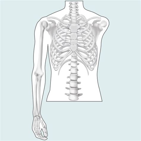 Information For Upper Limb Amputees