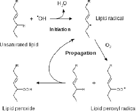 2 Lipid Peroxidation Process As Adapted From Wikipedia Download Scientific Diagram