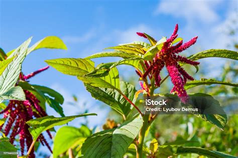 Medicinal And Food Plant With Purple Flowers And Green Leaves Spiny