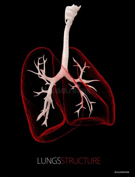 Structure Of The Lungs Healthcare Isolated Black 3d Illustration
